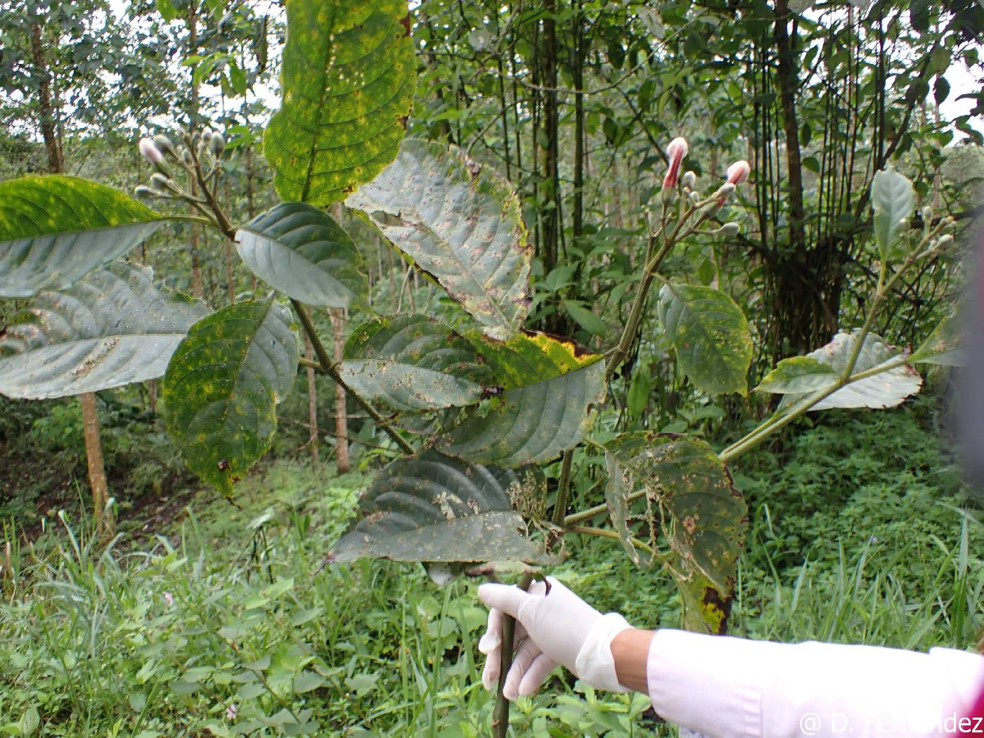 Symbiota INABIO Detailed Collection Record Information