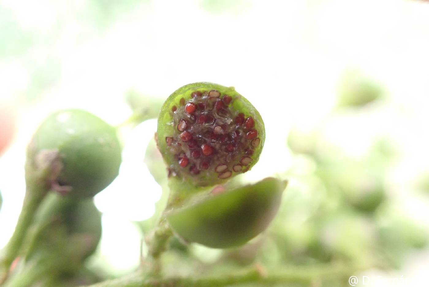 Symbiota INABIO Detailed Collection Record Information