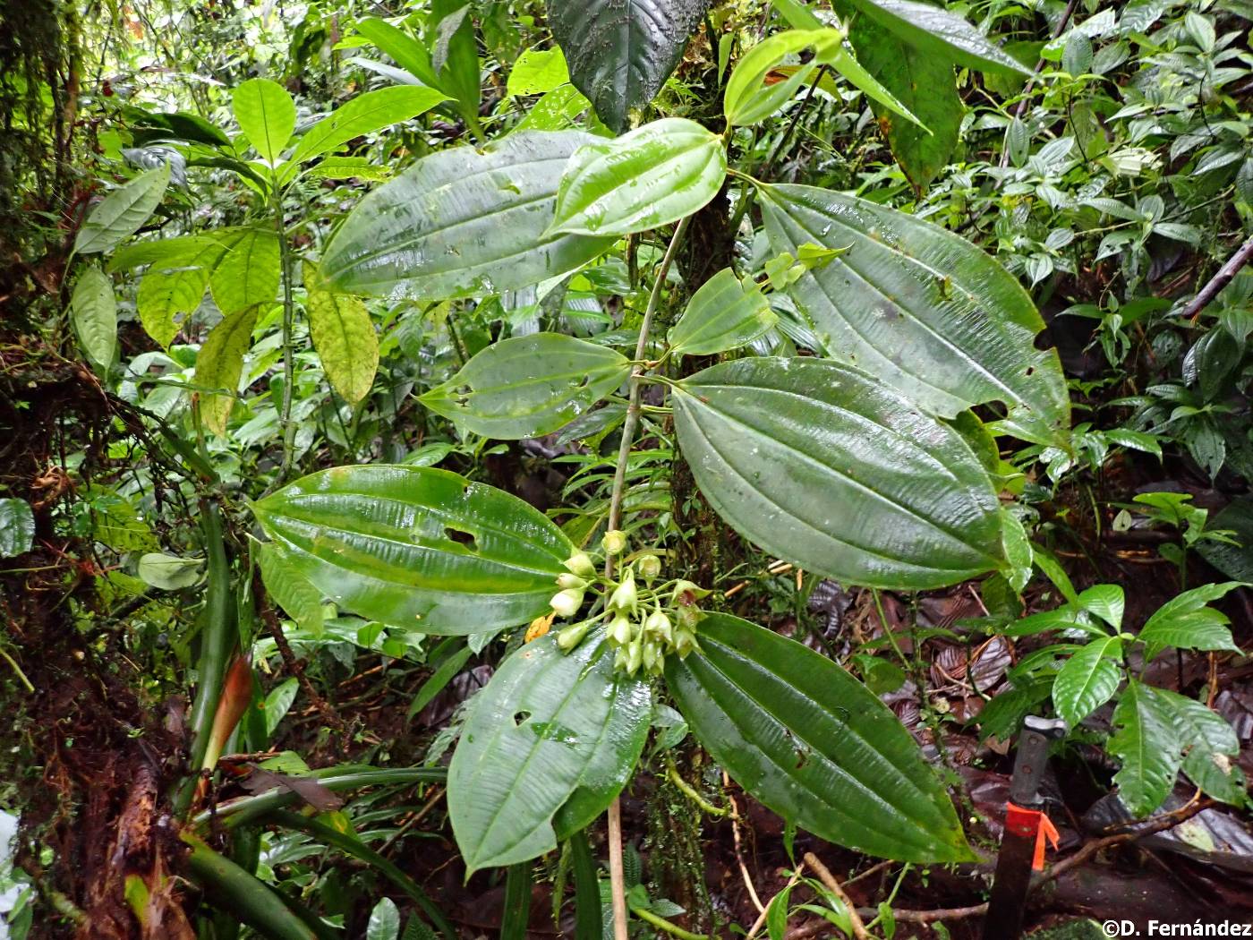 Symbiota INABIO Detailed Collection Record Information