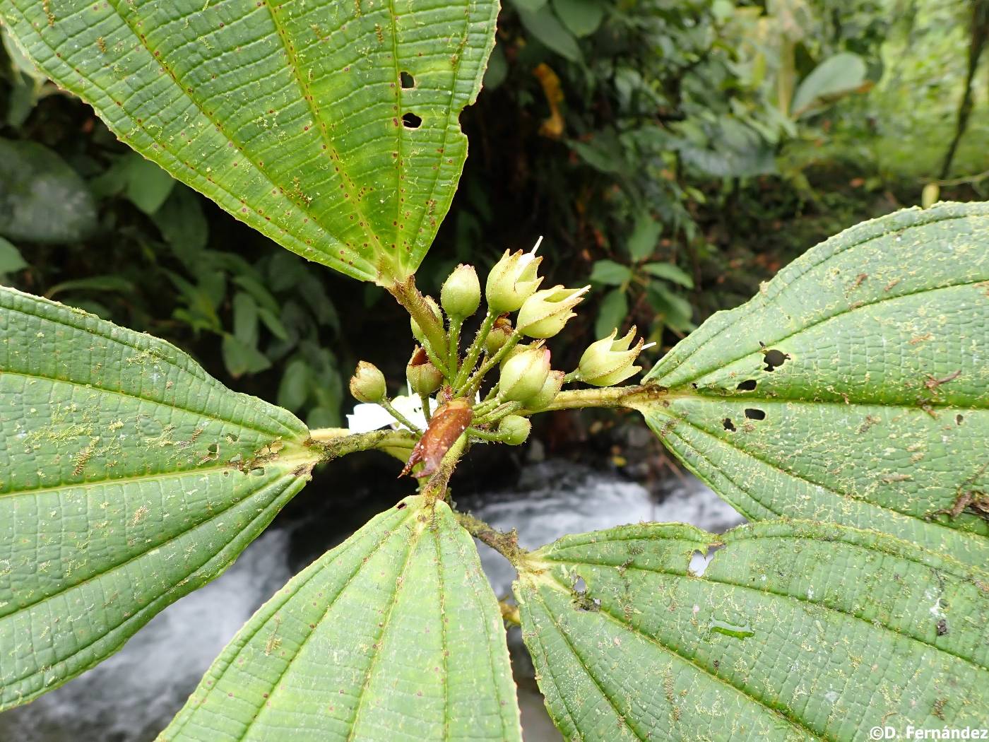 Symbiota INABIO Detailed Collection Record Information